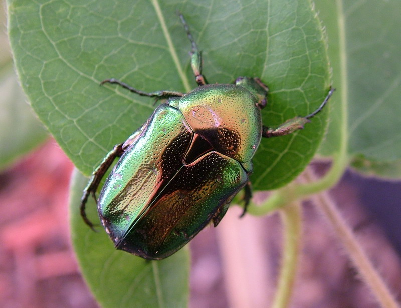 Flower Beetles - Protaetia - Potosia