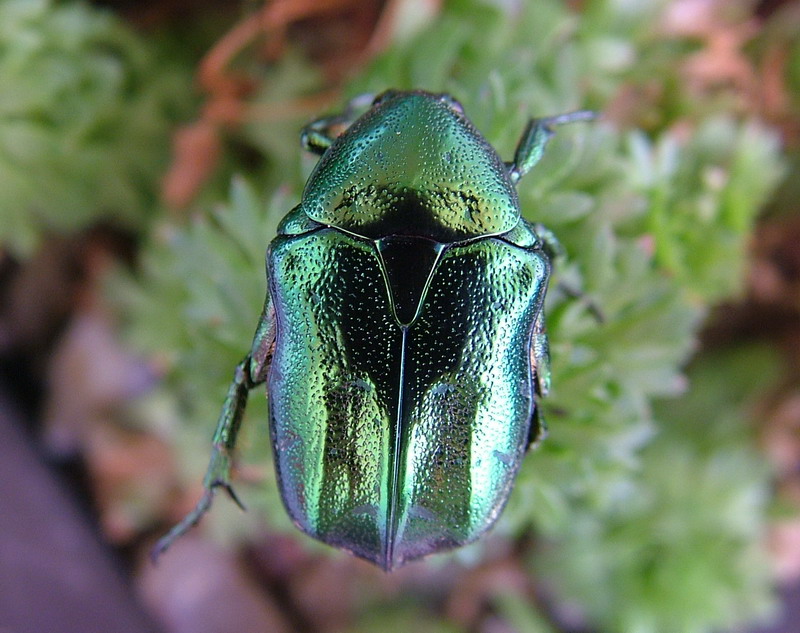 Flower Beetles - Protaetia - Potosia