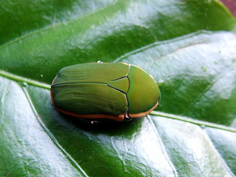 Flower Beetles - Pachnoda - Pachnodella