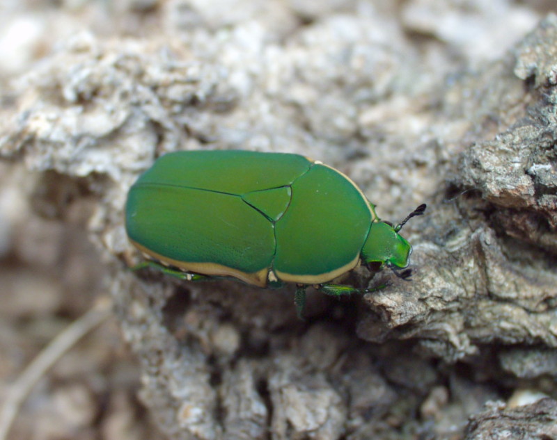 Flower Beetles - Pachnoda - Pachnodella