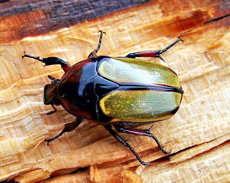 Pedinorrhina subaenea – Wikipedia