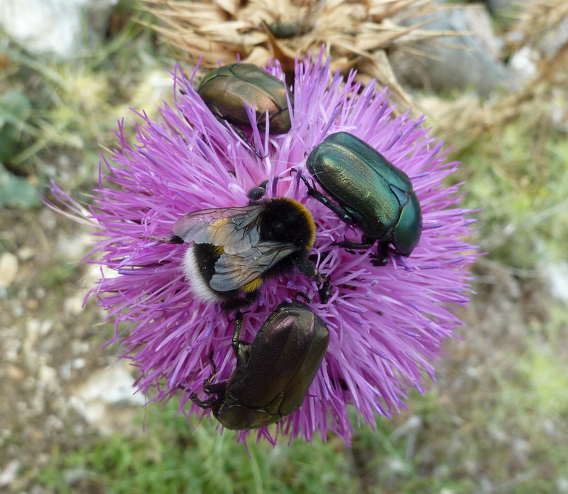 Flower Beetles - Protaetia - Potosia