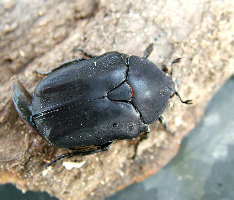 Flower Beetles - Protaetia - Potosia